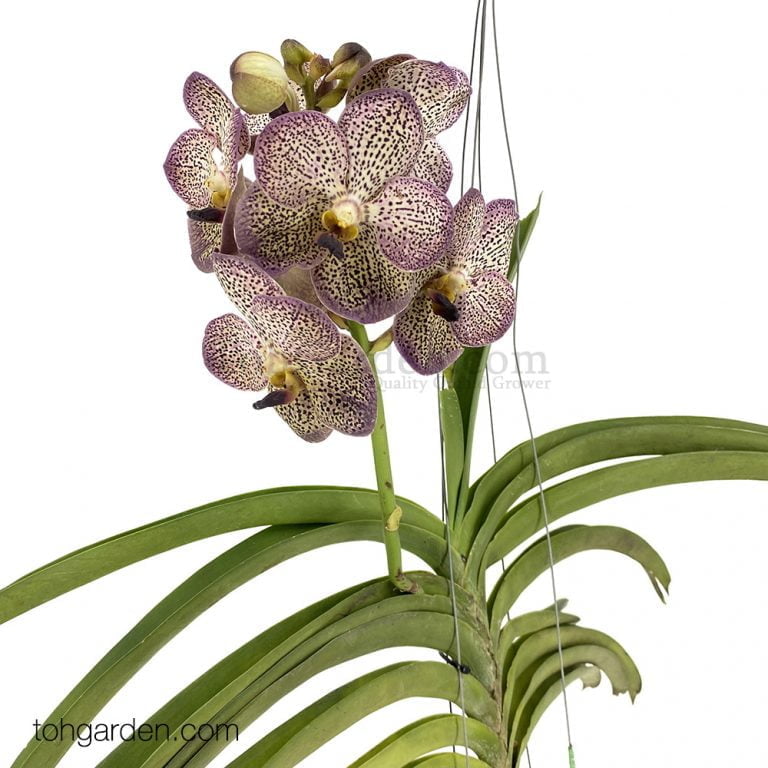 Hanging Vanda Kulwadee Fragrance Hybrid - Toh Garden : Singapore Orchid ...