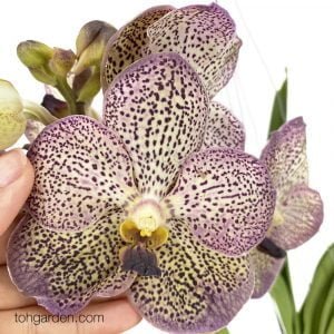 Hanging Vanda Kulwadee Fragrance Hybrid - Toh Garden : Singapore Orchid ...