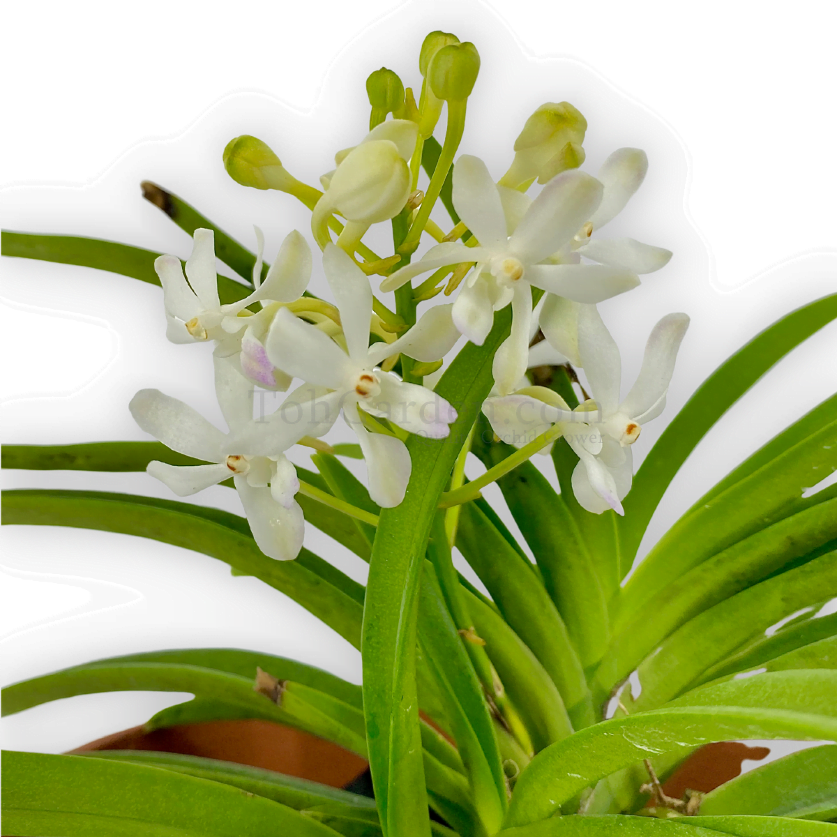 Vandachostylis Lou Sneary 'alba' - Toh Garden : Singapore Orchid Plant ...