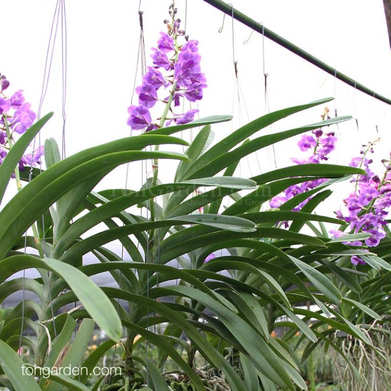 Hanging Vandachostylis Blue Sasicha (Seasonal) - Toh Garden : Singapore ...