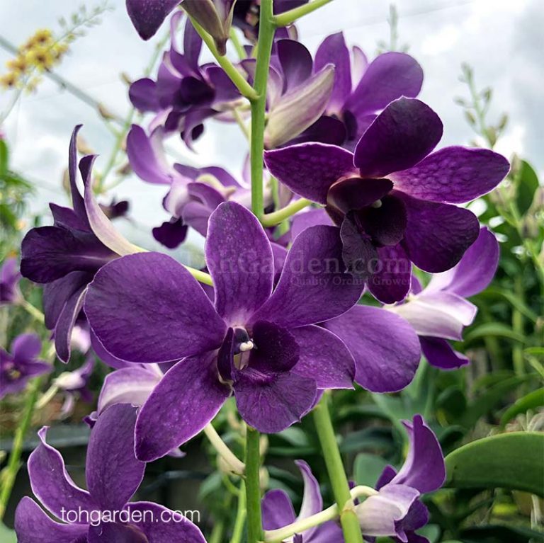 Dendrobium Blue Violetta x Dendrobium Burana Dark Blue - Toh Garden ...