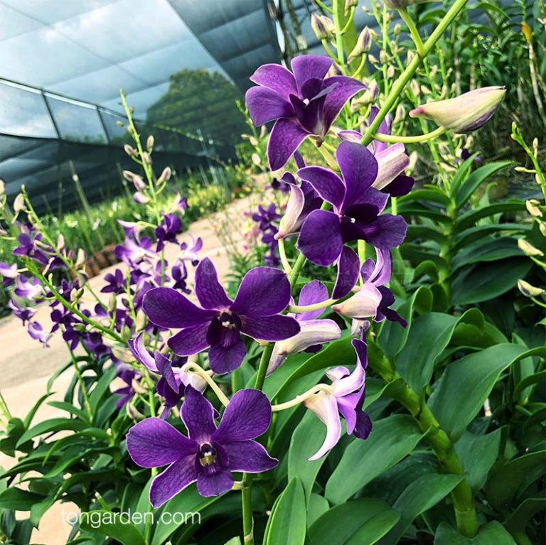 Dendrobium Blue Violetta x Dendrobium Burana Dark Blue - Toh Garden ...