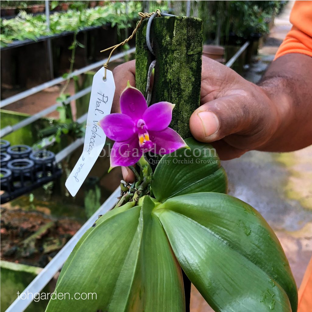 Phalaenopsis violacea red - Toh Garden : Singapore Orchid Plant ...