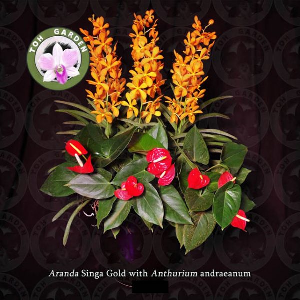 Singa Gold with red anthuriums Arrangement 3 in 1 - Toh Garden ...
