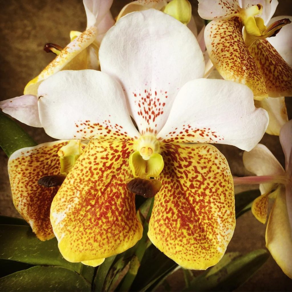 Vanda sanderiana hybrid - Toh Garden : Singapore Orchid Plant & Flower ...