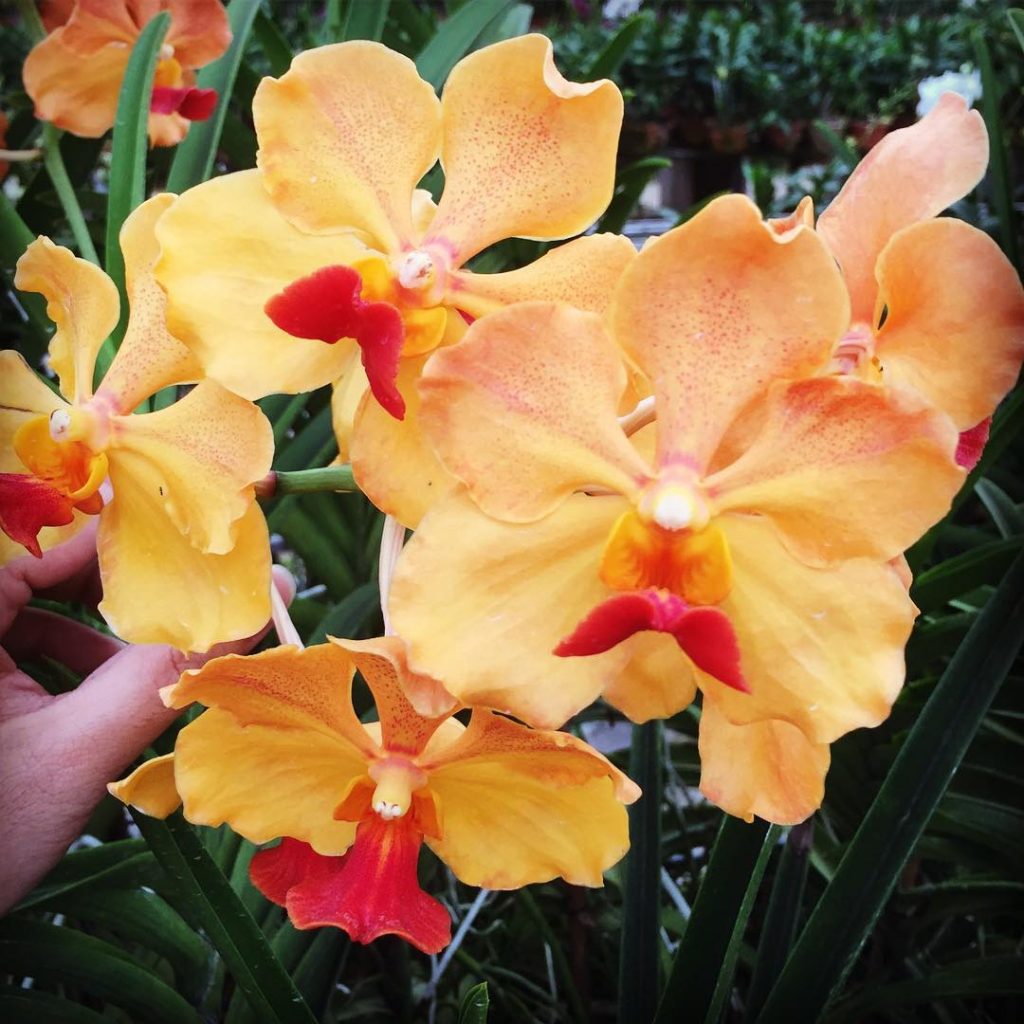 Papilionanda Bangkok - Toh Garden : Singapore Orchid Plant & Flower Grower