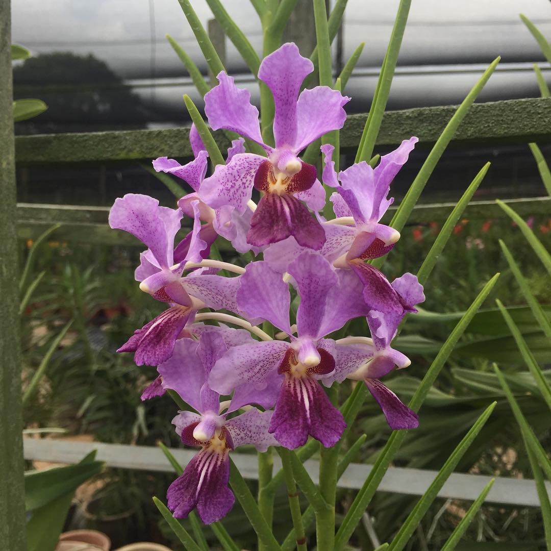 Papilionanda Archives | Toh Garden