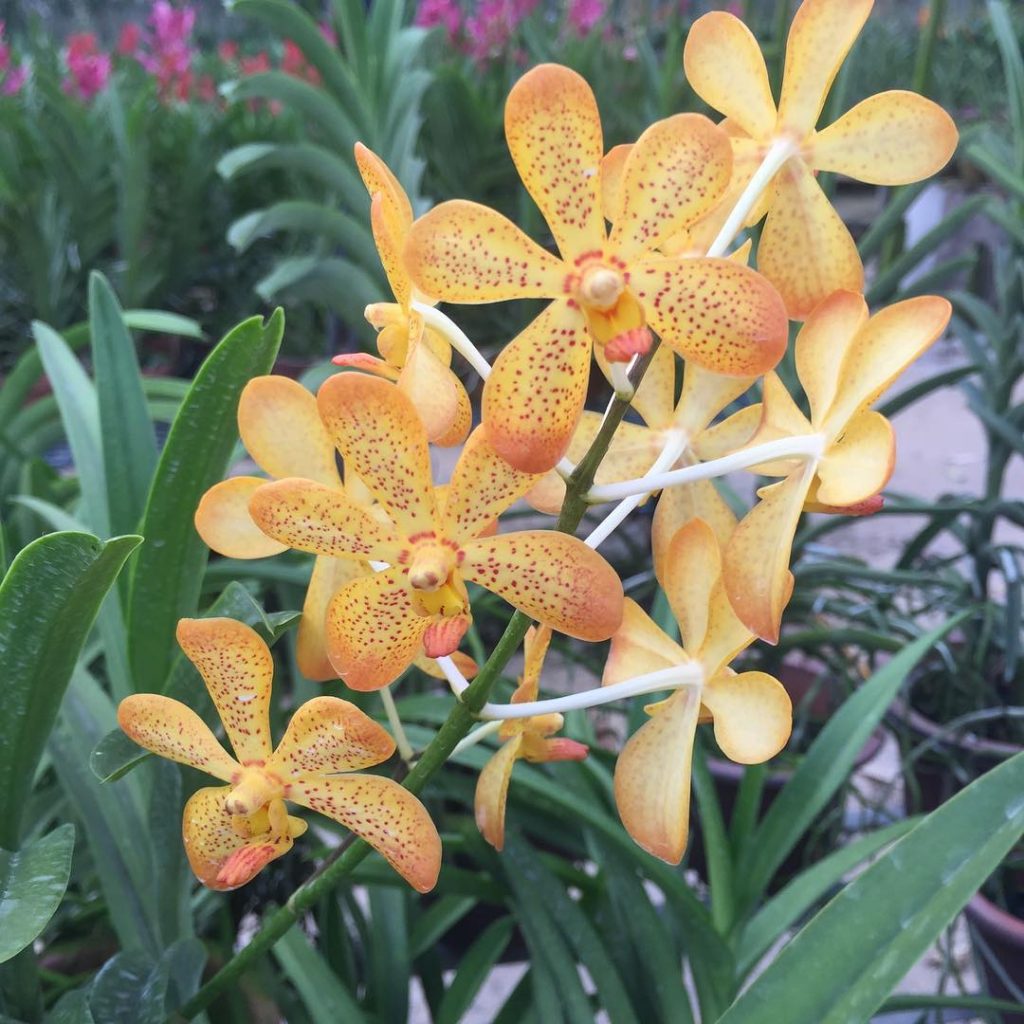 Aranda Archives - Page 2 of 3 - Toh Garden