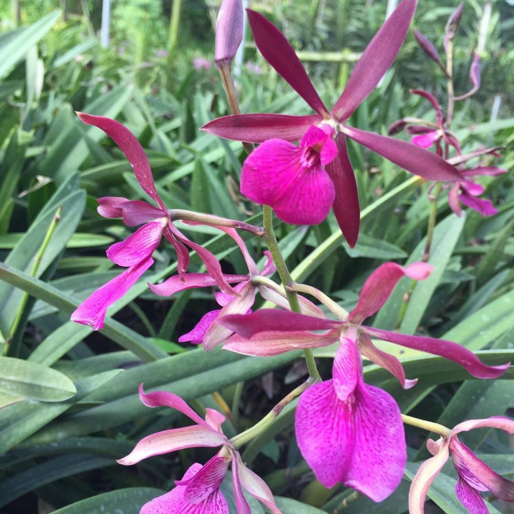 Encyclia purpurea hybrid - Toh Garden : Singapore Orchid Plant & Flower ...
