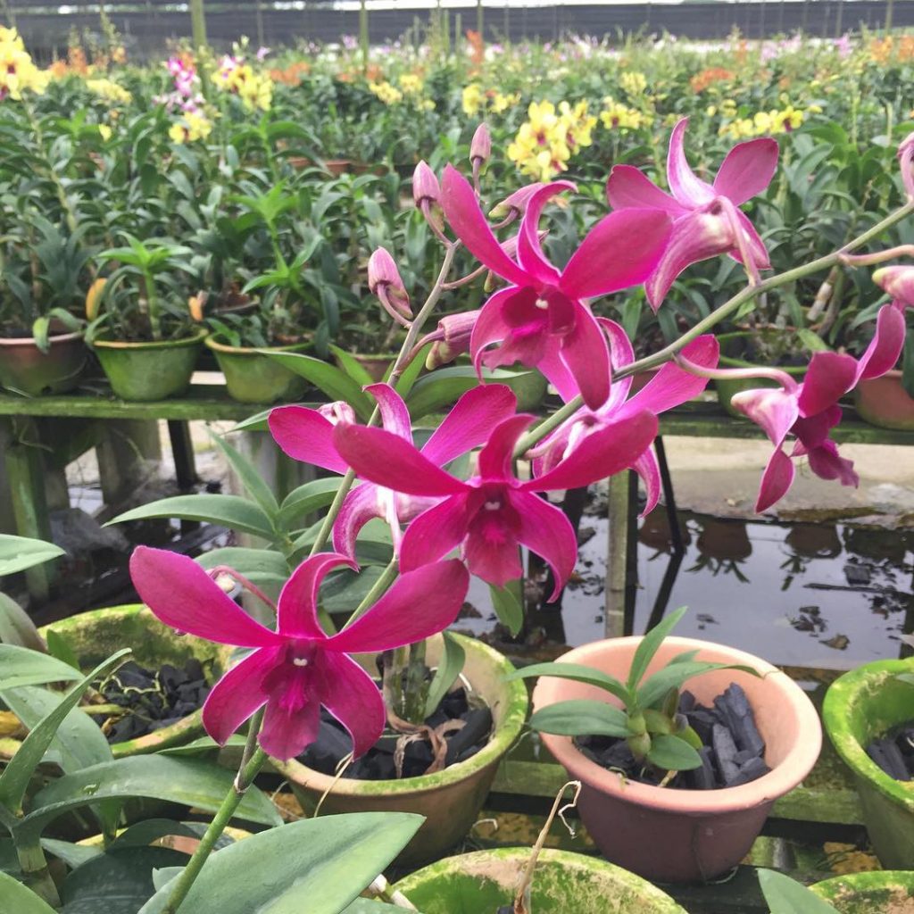 Dendrobium Caesar hybrid - Toh Garden : Singapore Orchid Plant & Flower ...