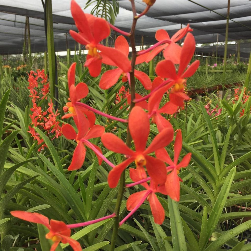 Aranda Sumalee (1982) - Toh Garden : Singapore Orchid Plant & Flower Grower