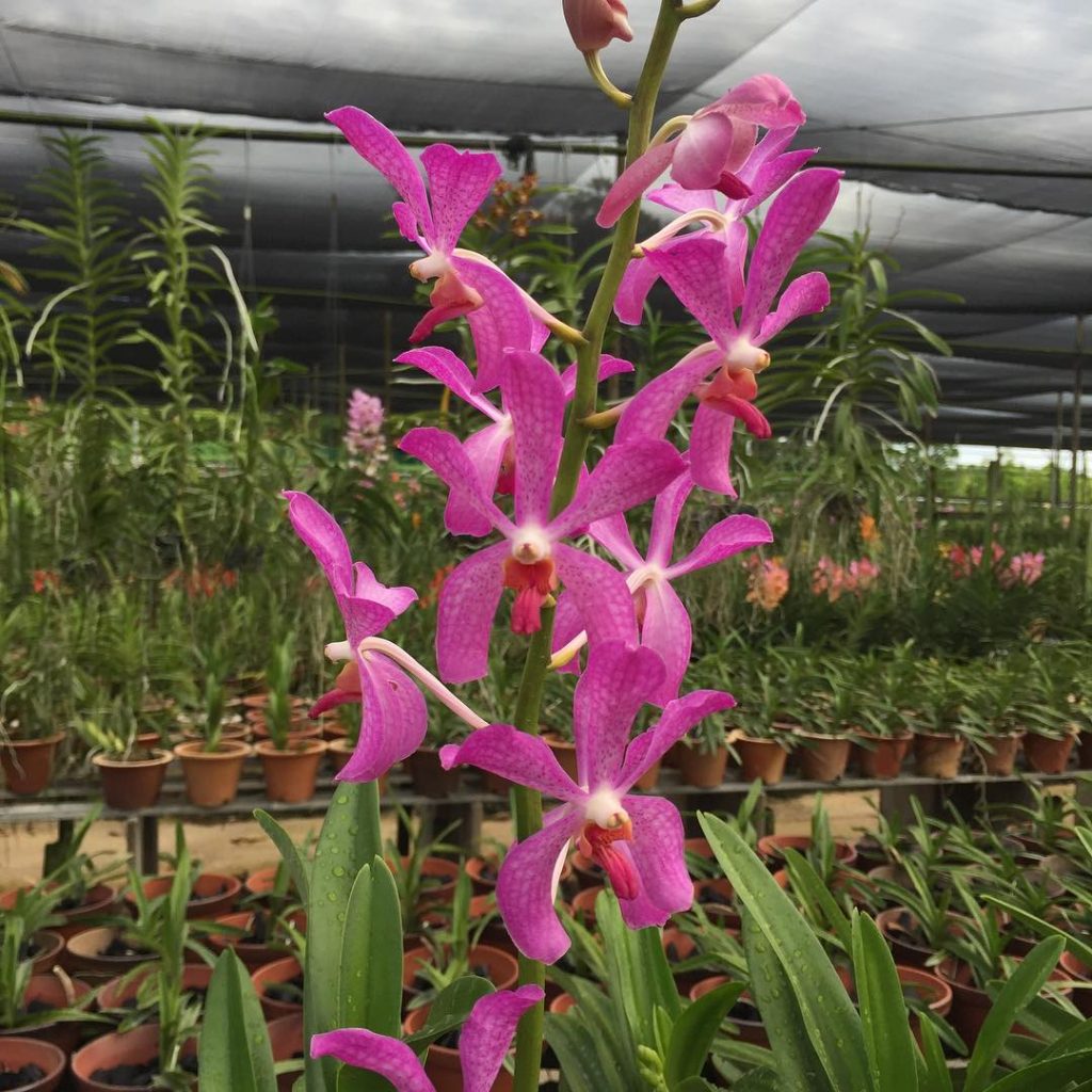 Aranda Richard Roe "Pink" (2018) - Toh Garden : Singapore Orchid Plant ...