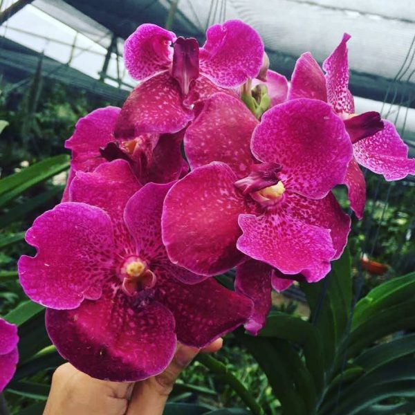 Hanging Vanda Lumpini Red - Toh Garden : Singapore Orchid Plant ...