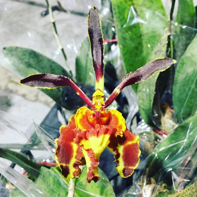 Oncidium Alliance Archives - Toh Garden