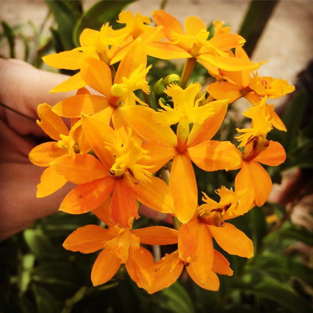 Epidendrum ibaguense (Yellow) - Toh Garden : Singapore Orchid Plant ...