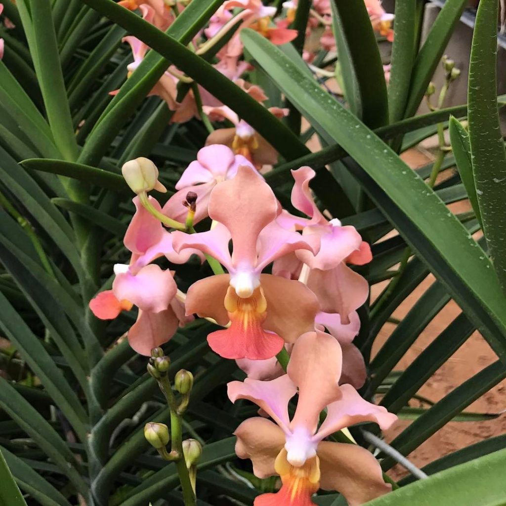 Papilionanda Tan Chay Yan (Vanda dearei x Papilionanda Josephine van ...