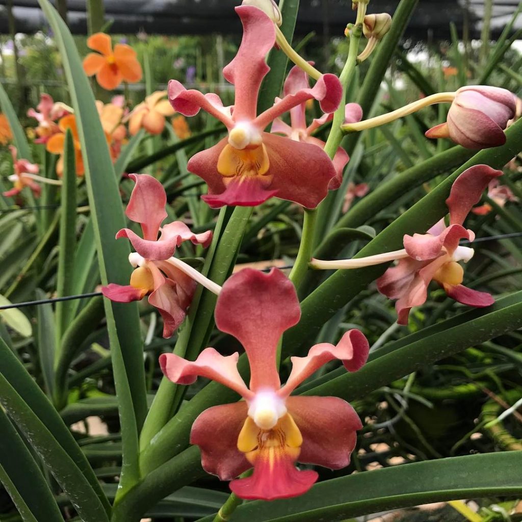 Papilionanda Mandai Merriment (1984) (Seasonal) (Cutting) - Toh Garden ...