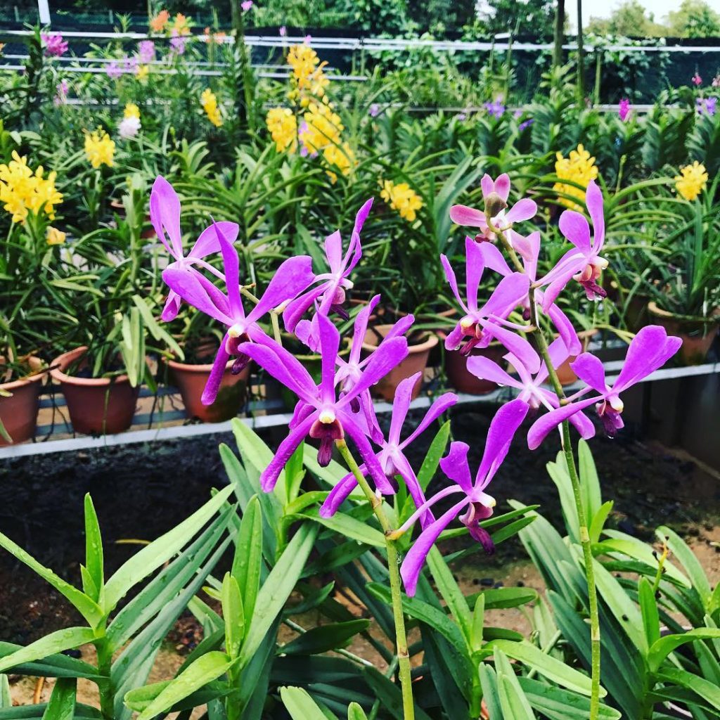 Aranda Wendy Scott "1956" (Seasonal) (Cutting) - Toh Garden : Singapore ...