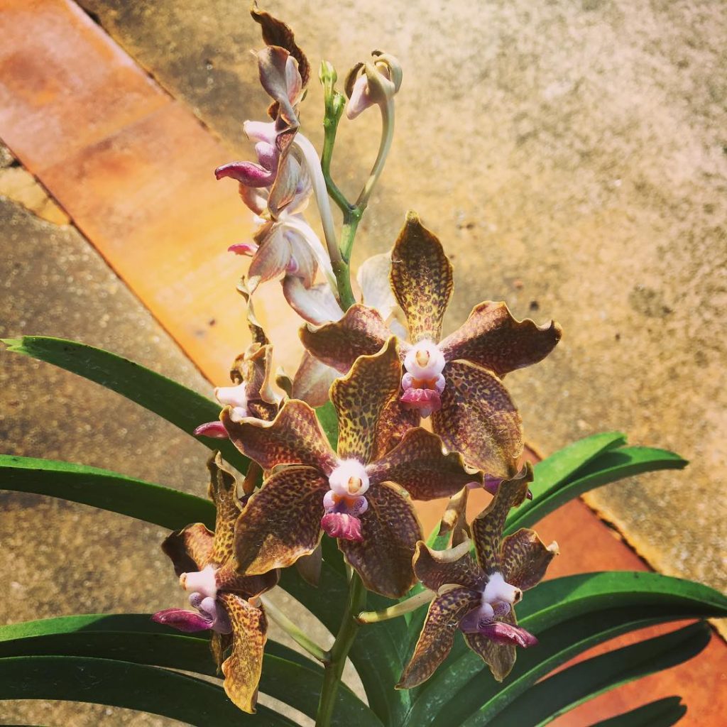 Hanging Vanda Mimi Palmer "Red" - Toh Garden : Singapore Orchid Plant ...