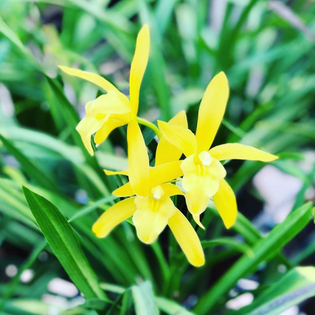 Cymbidium Golden Elf - Toh Garden : Singapore Orchid Plant & Flower Grower