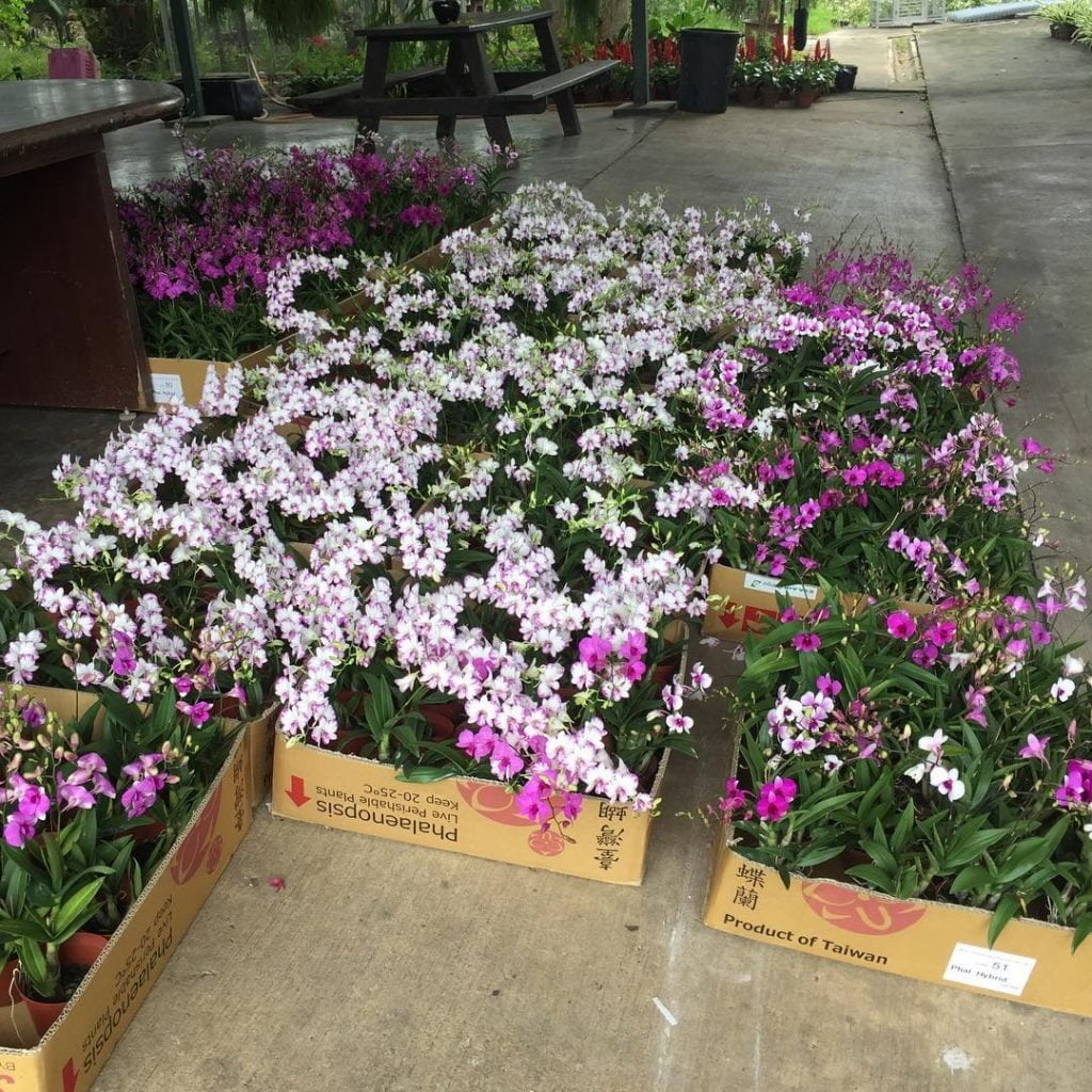 Dendrobium Enobi Splash FCA (2014) - Toh Garden : Singapore Orchid ...
