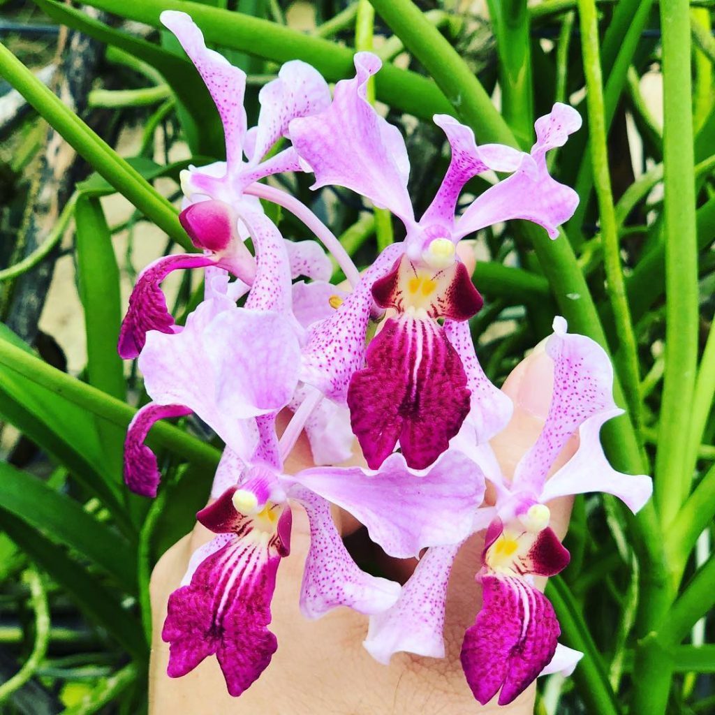 Papilionanda Madame Dinger - Toh Garden : Singapore Orchid Plant ...