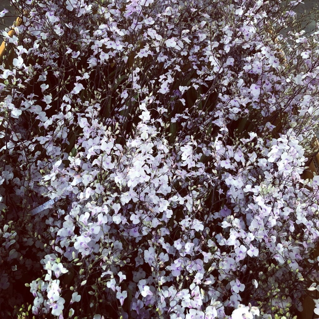 Ionopsis utricularioides White - Toh Garden : Singapore Orchid Plant ...