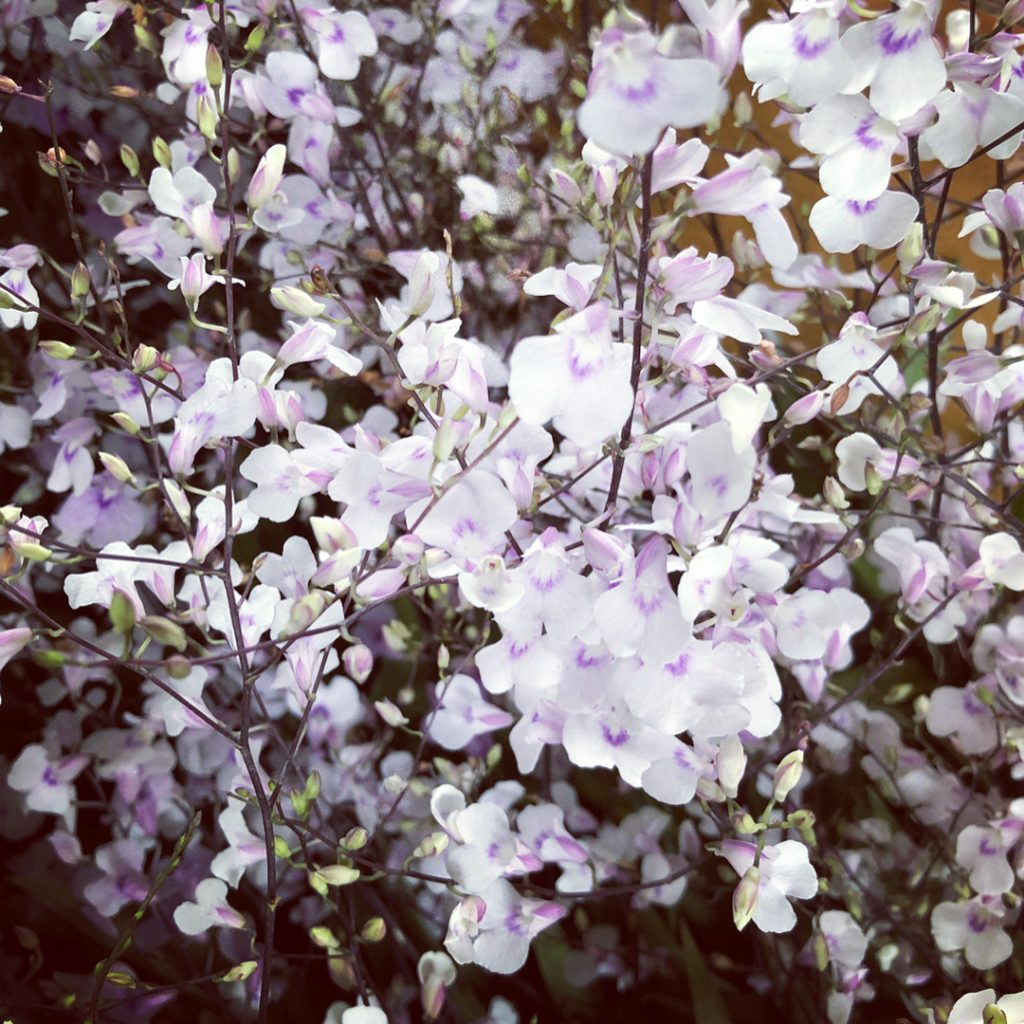 Ionopsis utricularioides White - Toh Garden : Singapore Orchid Plant ...