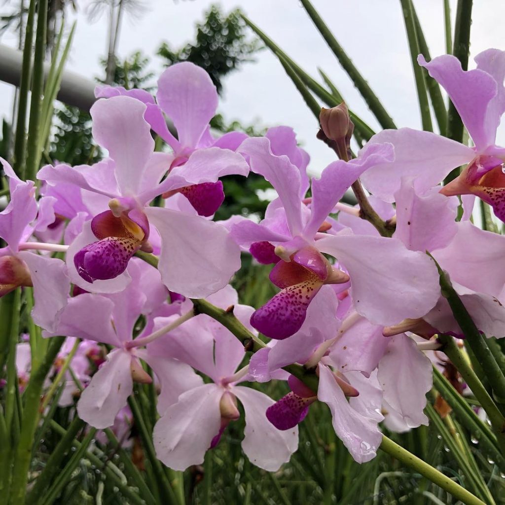 Papilionanda John Clubb (1948) - Toh Garden : Singapore Orchid Plant ...