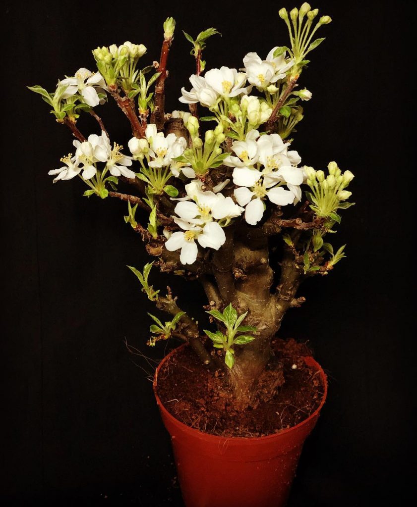 Malus (Fragrant Apple Tree) - Toh Garden : Singapore Orchid Plant ...