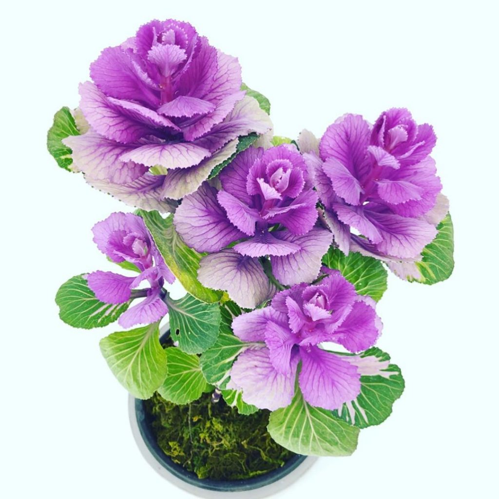 Brassica oleracea (Korean Cabbage Flower) - Toh Garden : Singapore ...