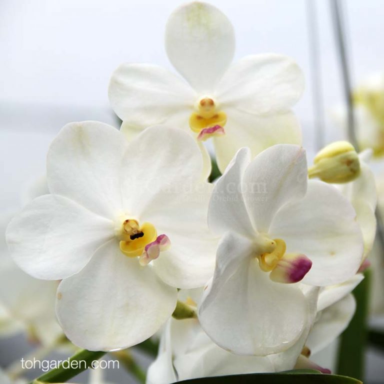 Hanging Vanda New Muangthong - Toh Garden : Singapore Orchid Plant ...