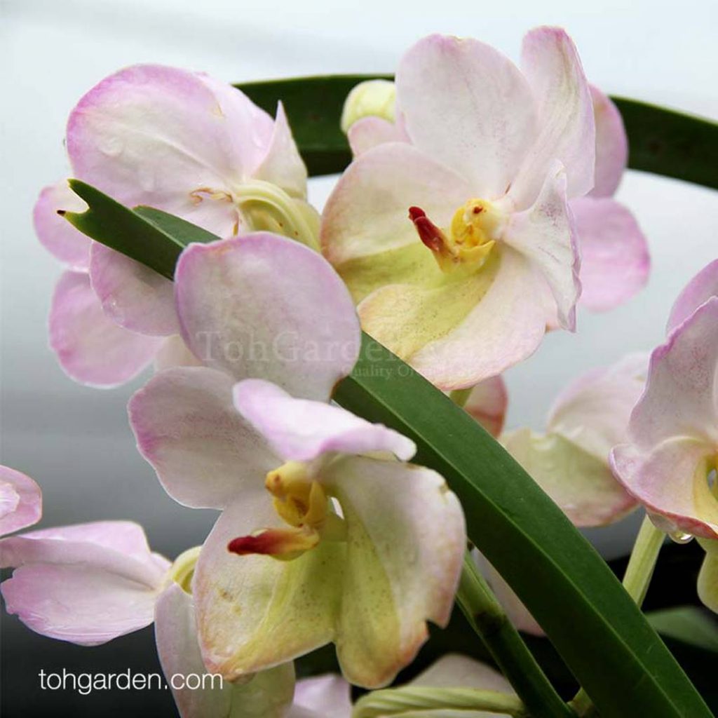 Hanging Vanda Yellow Butterfly - Toh Garden : Singapore Orchid Plant ...