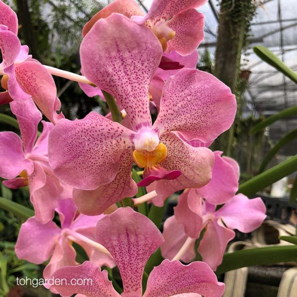 Papilionanda Tan Chay Yan (Vanda dearei x Papilionanda Josephine van ...