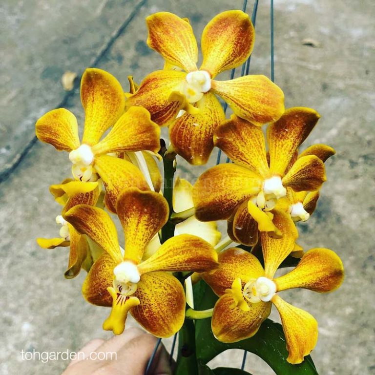 Vanda hybrid - Toh Garden : Singapore Orchid Plant & Flower Grower