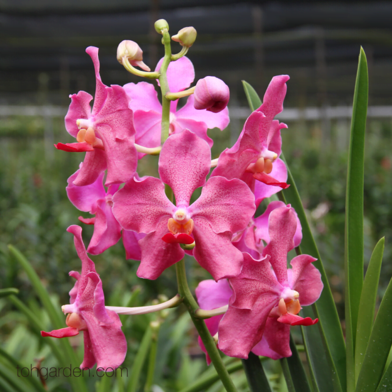 Papilionanda Chua Chu Kang (2015) - Toh Garden : Singapore Orchid Plant ...