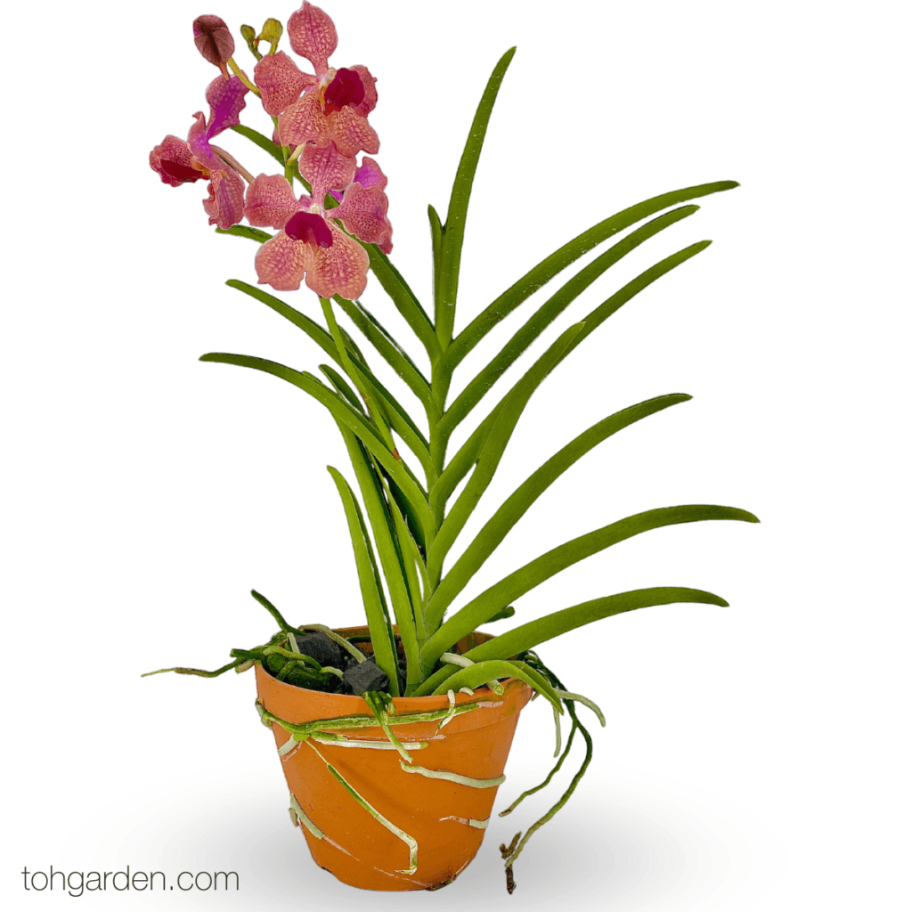 Papilionanda Archives - Toh Garden