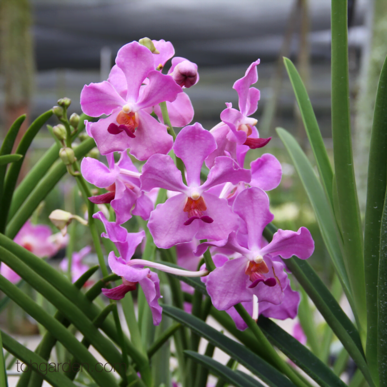 Papilionanda Obama - Toh Garden : Singapore Orchid Plant & Flower Grower