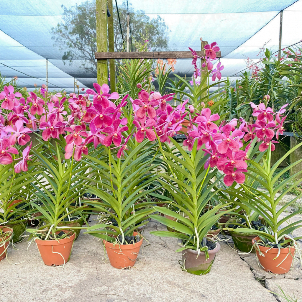 Aranda Bandarayaku (2013) - Toh Garden : Singapore Orchid Plant ...