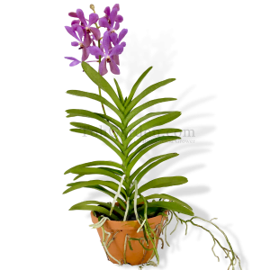 Aranda Chark Kuan ‘Pink’ - Toh Garden : Singapore Orchid Plant & Flower ...