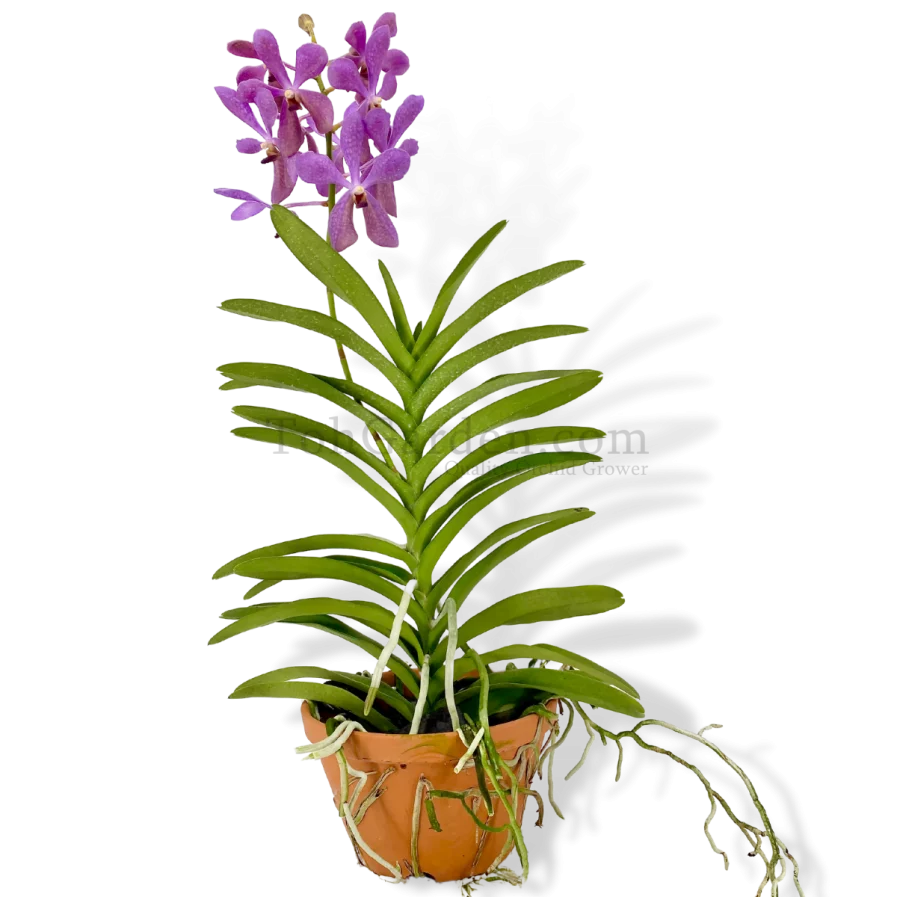 Aranda Noorah Alsagoff (1972) - Toh Garden : Singapore Orchid Plant ...