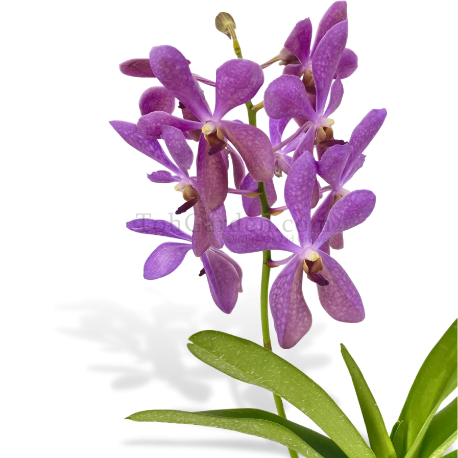 Aranda Noorah Alsagoff (1972) - Toh Garden : Singapore Orchid Plant ...