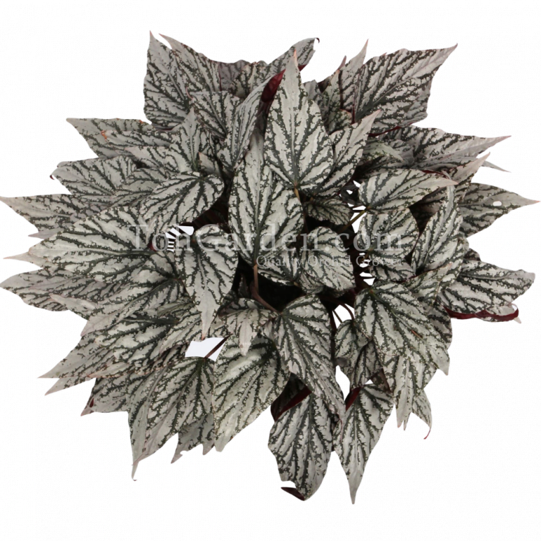 Begonia Magic Colours Jolly Silver - Toh Garden : Singapore Orchid ...