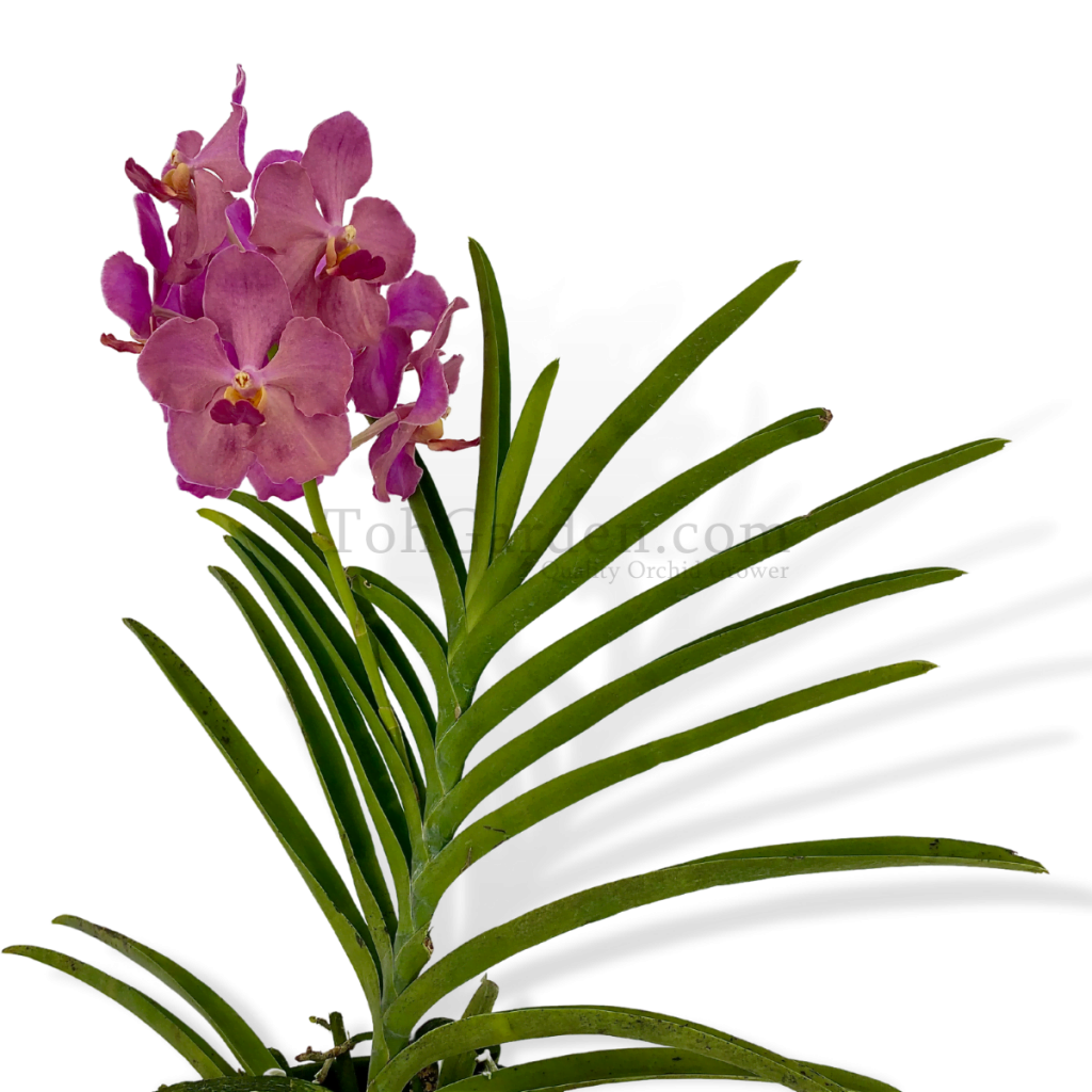 Vanda dearei hybrid - Toh Garden : Singapore Orchid Plant & Flower Grower