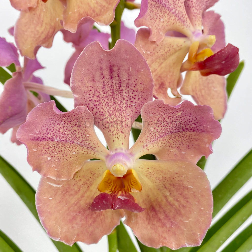 Papilionanda Doctor Benjamin Chew - Toh Garden : Singapore Orchid Plant ...