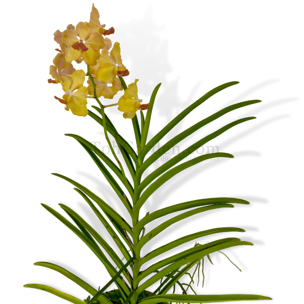 Papilionanda JR Asia (2016) Seasonal - Toh Garden : Singapore Orchid ...