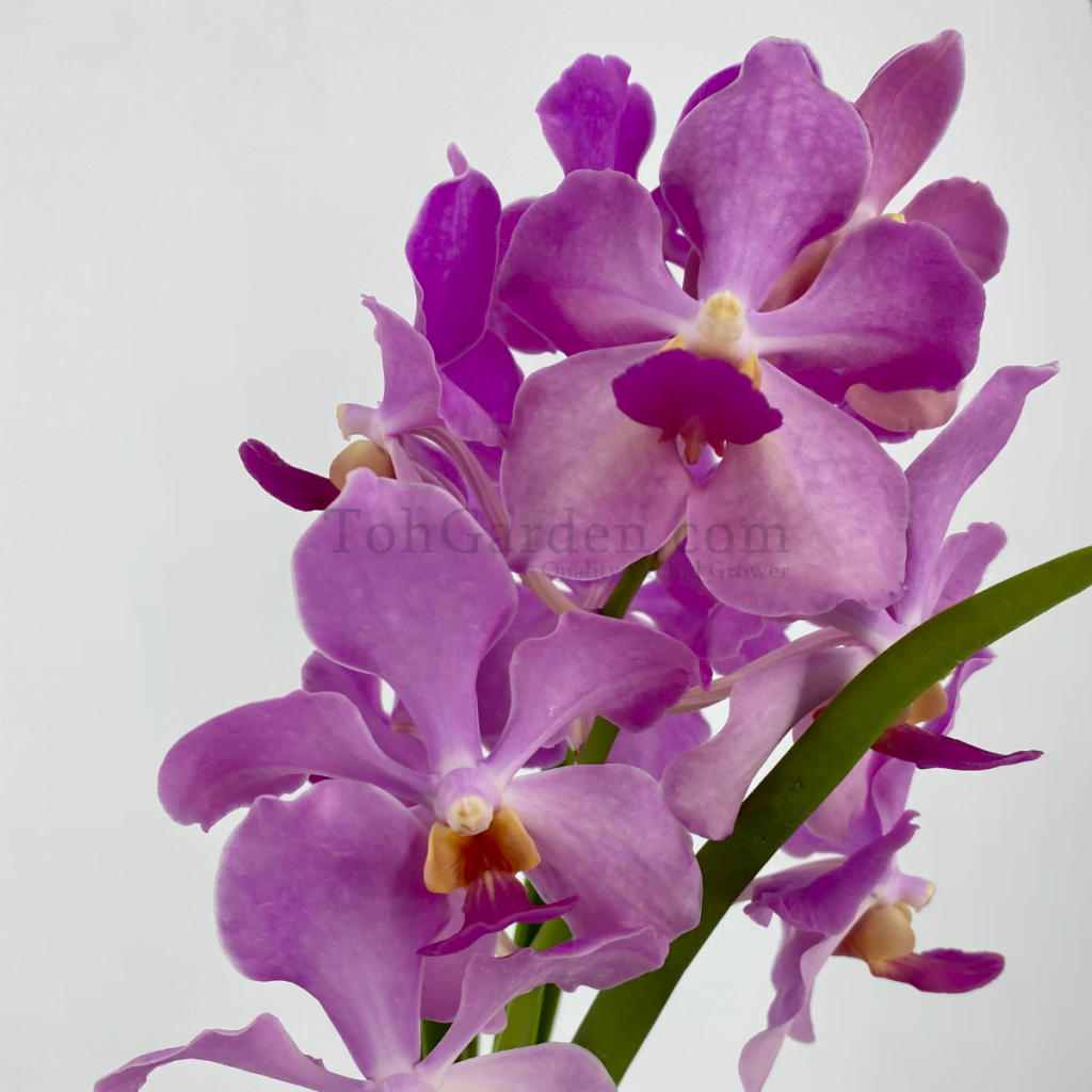 Papilionanda Obama - Toh Garden : Singapore Orchid Plant & Flower Grower