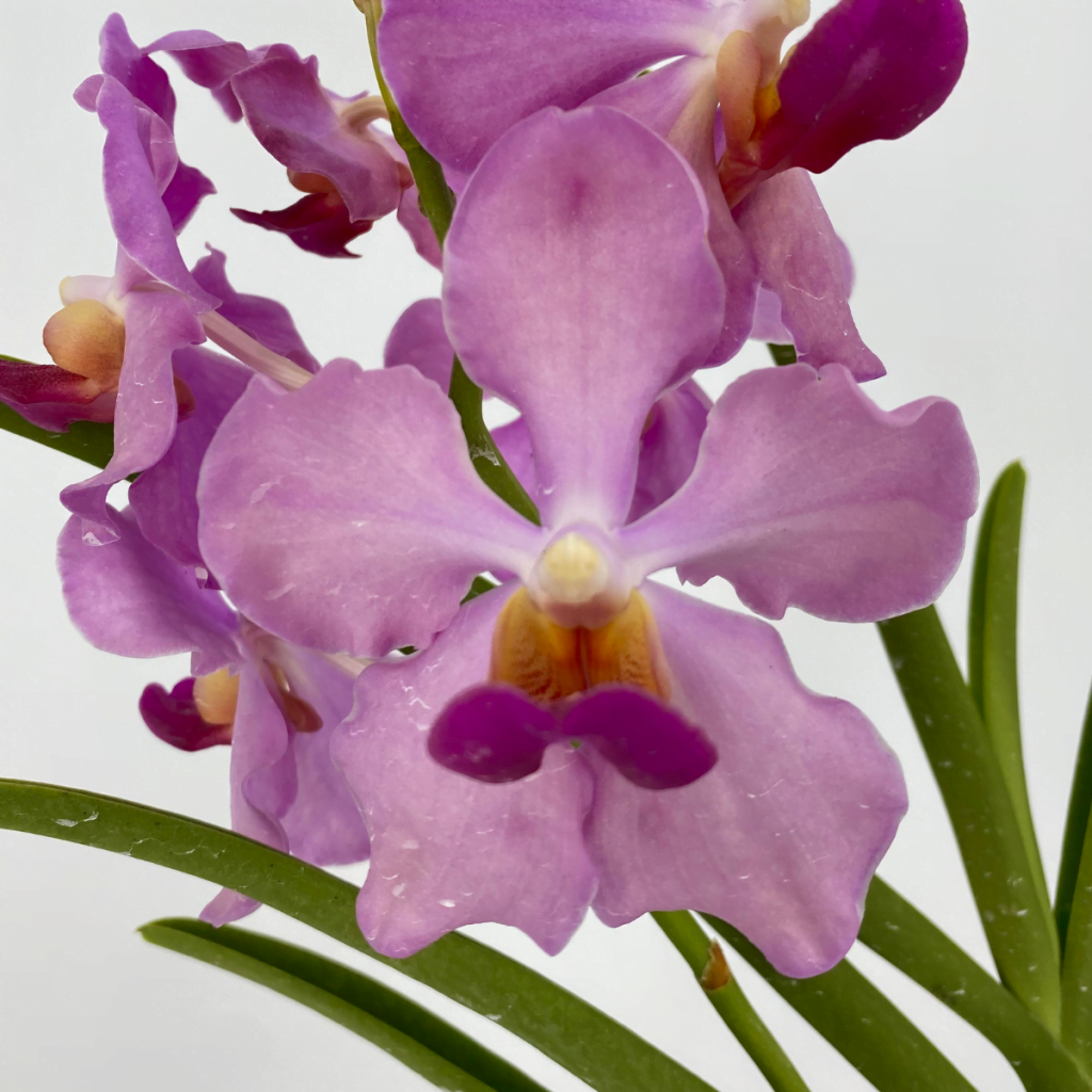 Papilionanda Obama - Toh Garden : Singapore Orchid Plant & Flower Grower