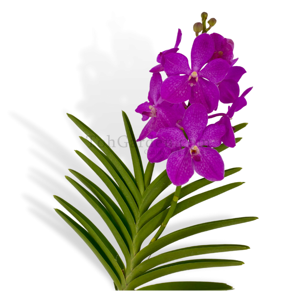 Aranda Ayutthaya - Toh Garden : Singapore Orchid Plant & Flower Grower