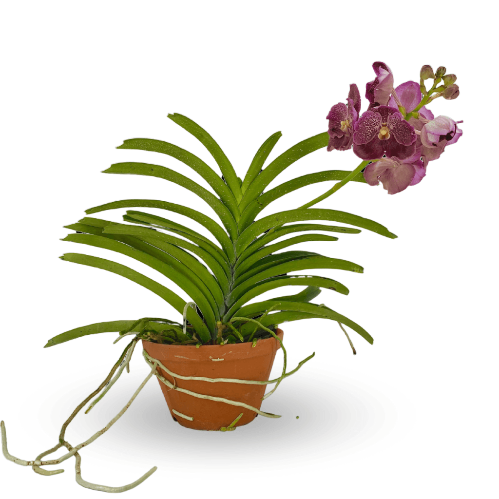 Vanda Hybrid in Clay Pot - Toh Garden : Singapore Orchid Plant & Flower ...